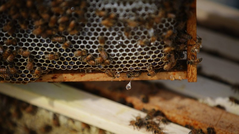 20 de Mayo: Día Mundial de las Abejas. : Junta del Distrito Municipal ...